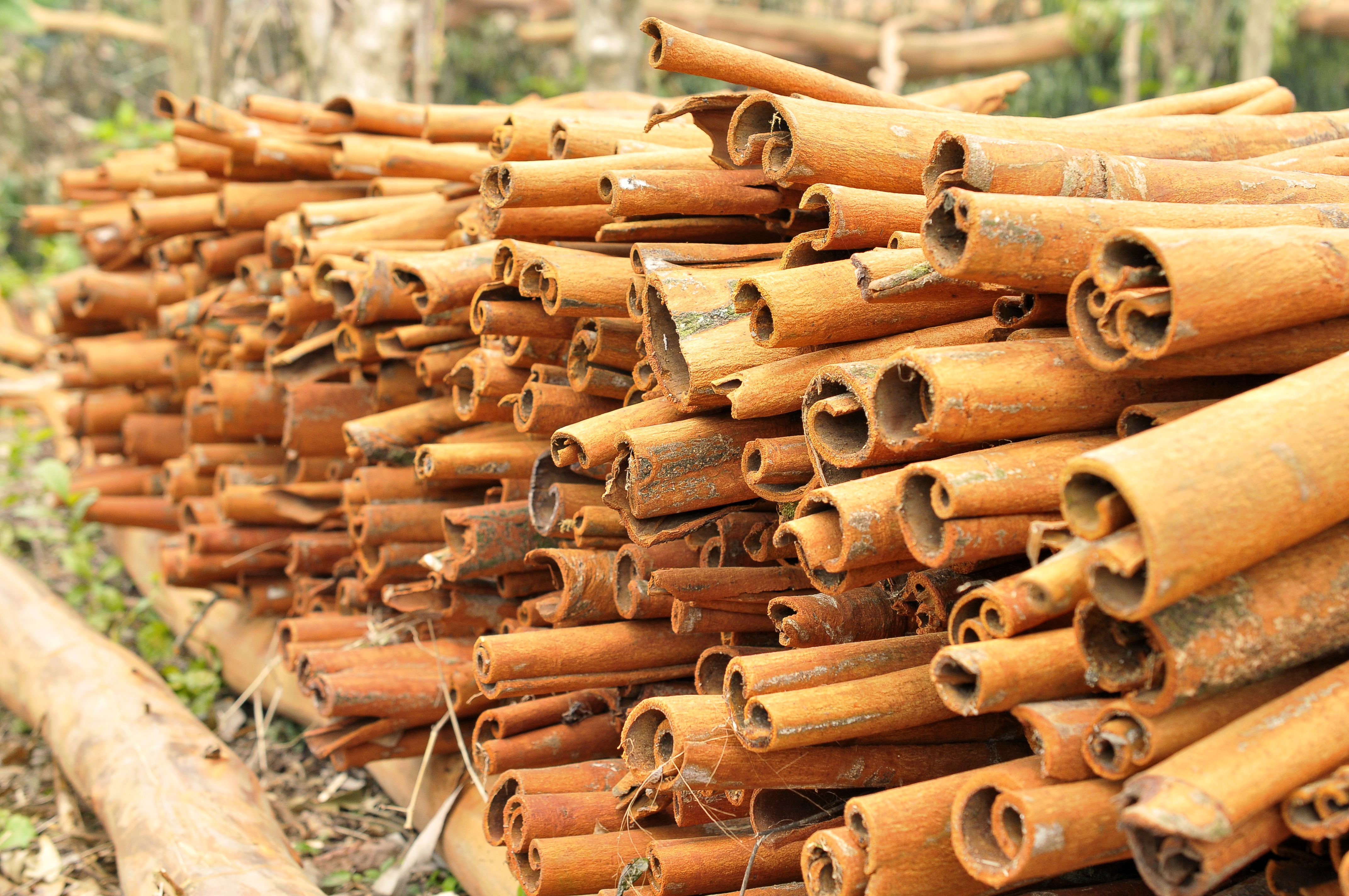 From Cassia to Ceylon: Understanding the Different Types of Cinnamon